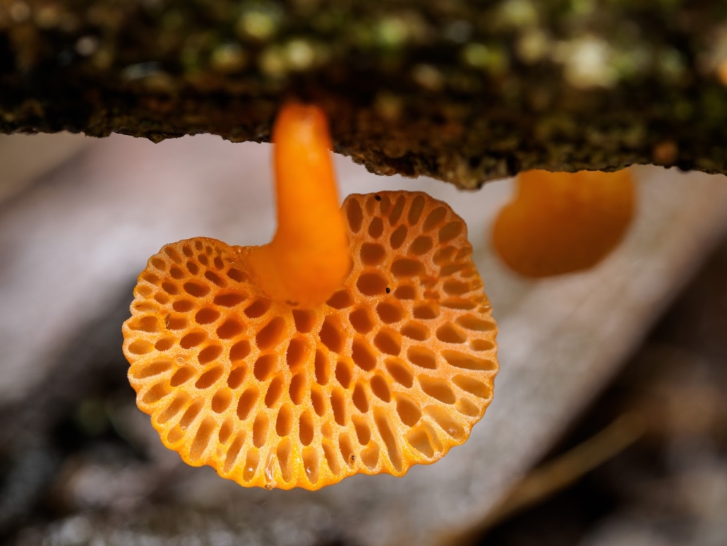 Invent with Biomimicry & Nature-inspired Design