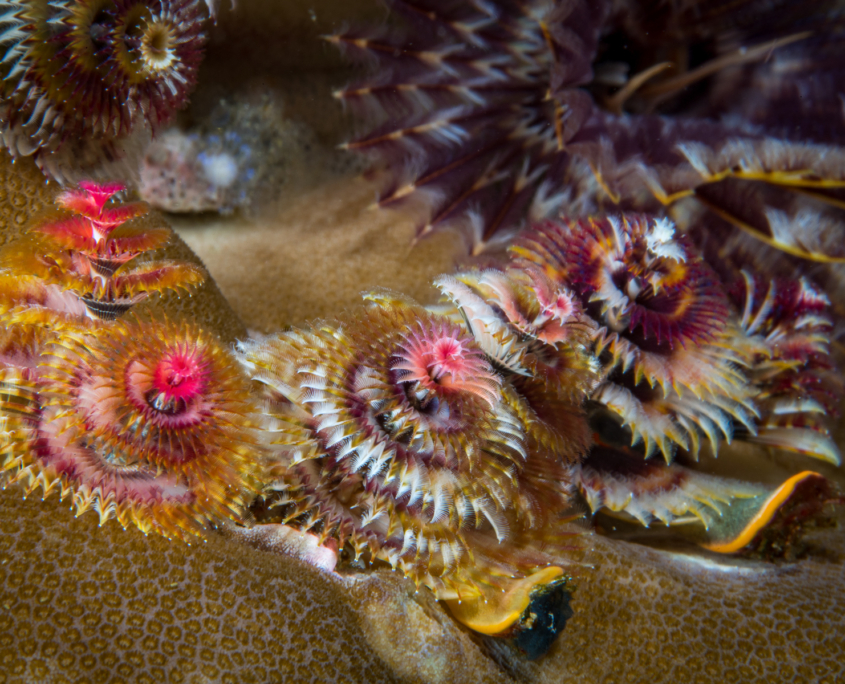 Collaborate - Create Nature-Based Solutions Through Partnerships