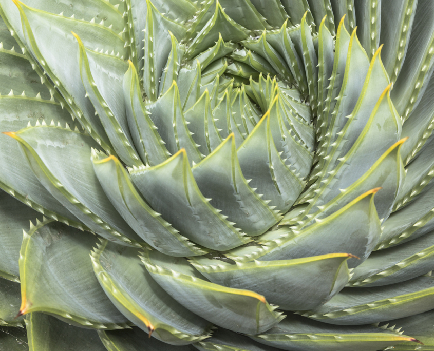 Collaborate - Create Nature-Based Solutions Through Partnerships