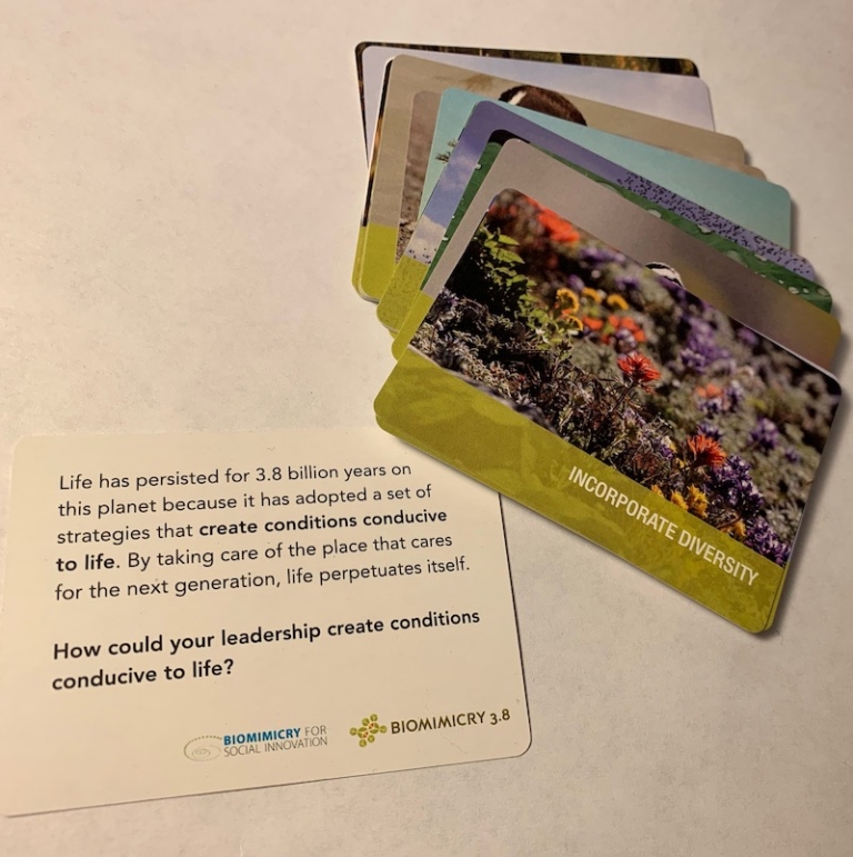 Life's Principles Biomimicry Leadership Cards