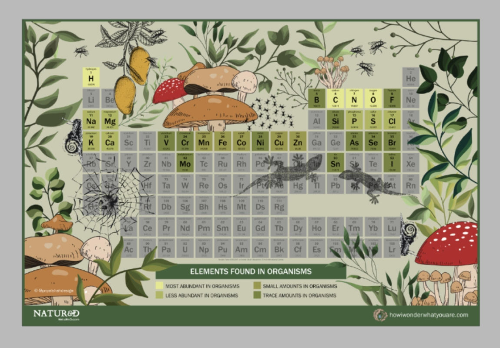 Periodic Table of Elements Found in Organisms Poster - NatuR&D