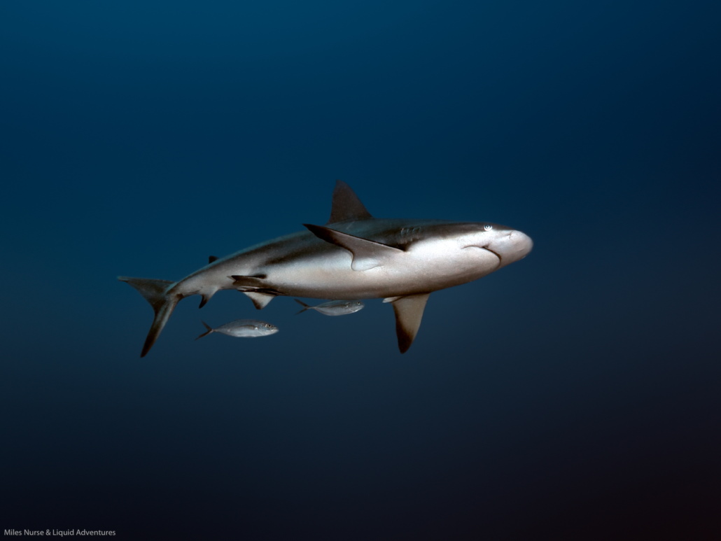 Biomimicry | Inspired by Nature