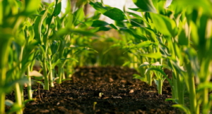 What is Nature Inspired Design?